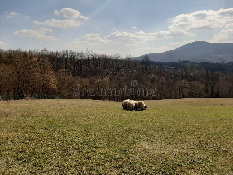 Sheep nature cloud sunny stock image. Image of beautiful - 178937555