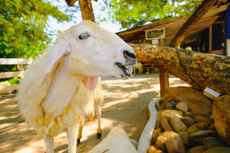 Sheep in Nature on FARM Outdoor Stock Image - Image of agribusiness ...