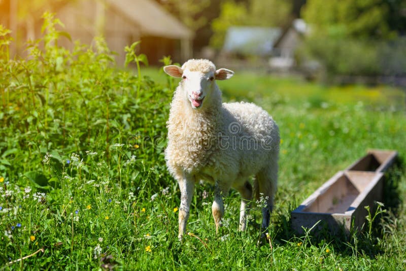 A Sheep in Nature on Meadow. Farming Outdoor Stock Image - Image of ...