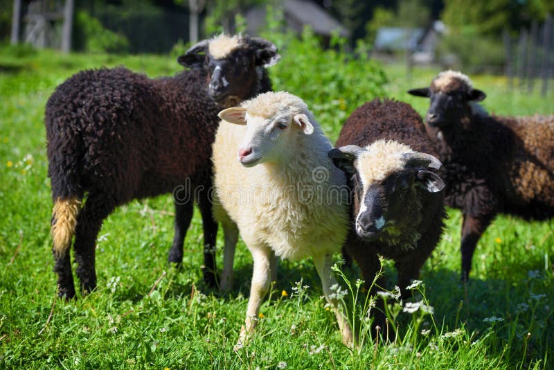 Sheep in Nature on Meadow. Farming Outdoor Stock Image - Image of ...