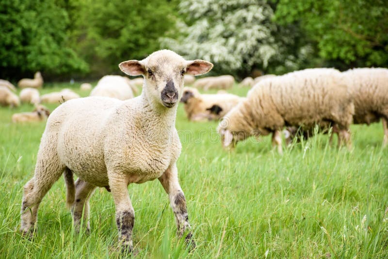 Sheep in Nature, on Meadow. Stock Photo - Image of woolly, rural: 72249744