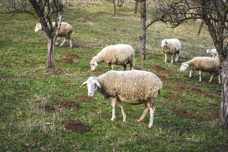 Sheep in nature on meadow. stock photo. Image of grass - 106973150