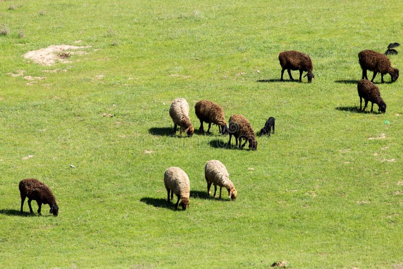 Sheep in nature stock photo. Image of livestock, grazing - 104473198