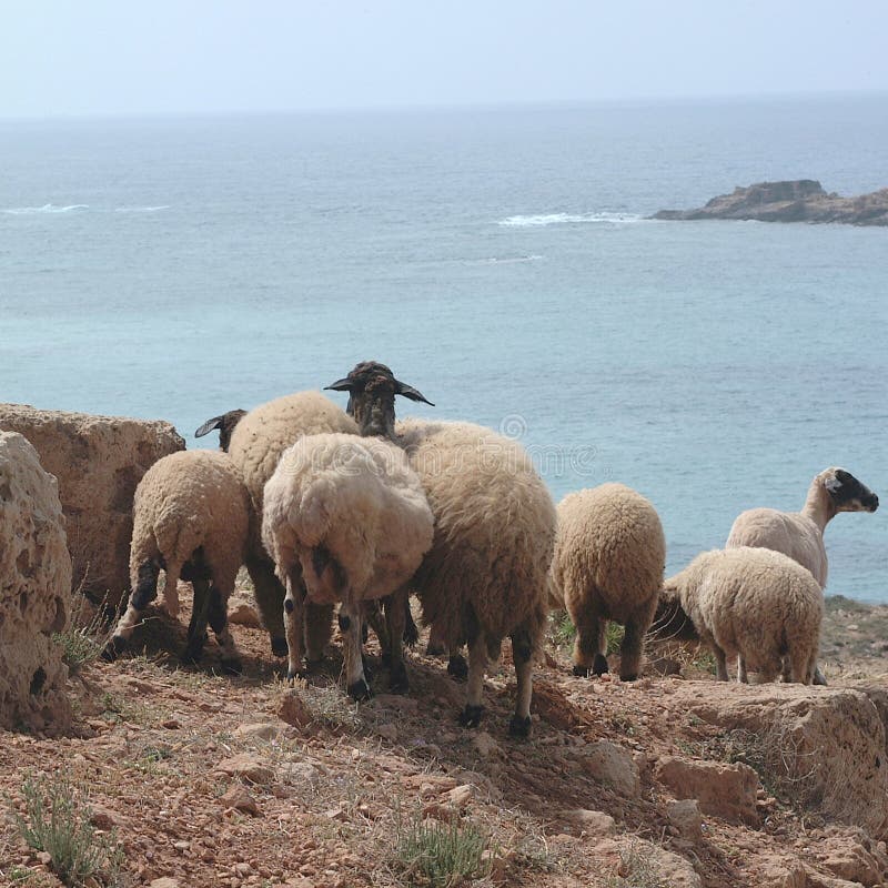 Libya Animals Stock Photos - Free & Royalty-Free Stock Photos from ...