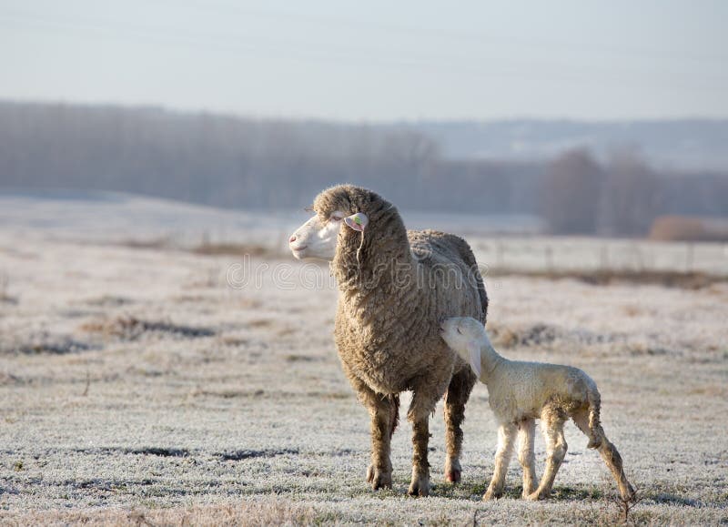 Sheep and Newborn Lamb on Meadow Stock Photo - Image of lamb, nature ...