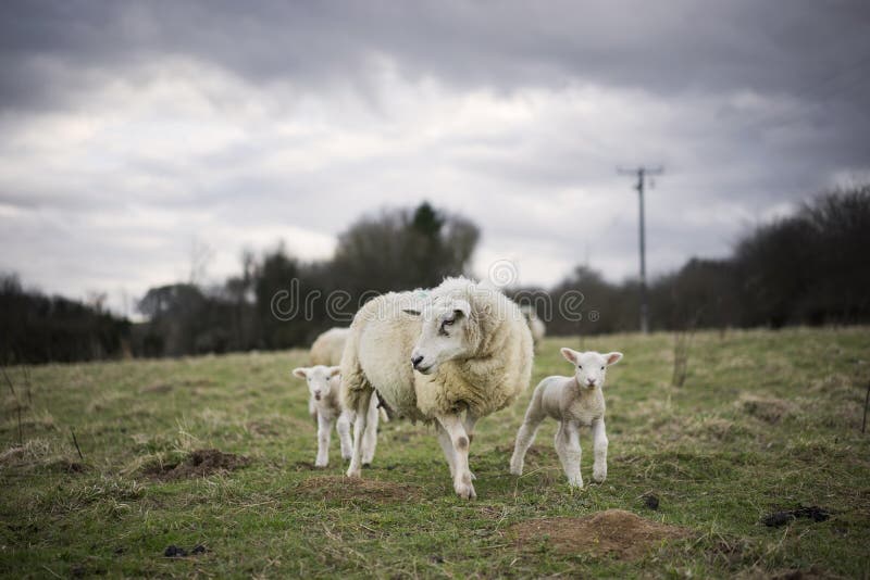 Cotswold Sheep Stock Photos - Download 187 Royalty Free Photos