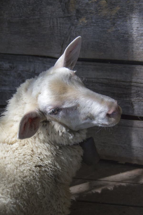 The sheep stock image. Image of valachia, details, fauna - 35410881