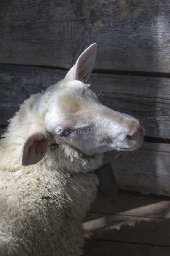 The sheep stock image. Image of valachia, details, fauna - 35410881