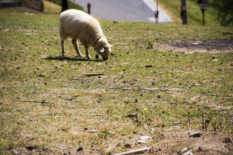 The sheep stock image. Image of valachia, farm, head - 35413455
