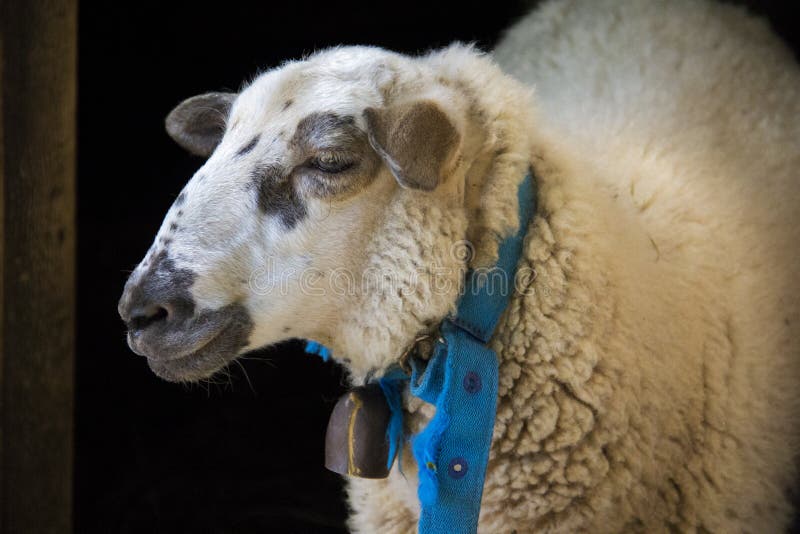 The sheep stock photo. Image of mammals, farm, typical - 35413034