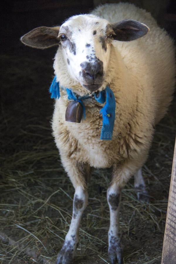 The sheep stock photo. Image of nature, czech, typical - 35413352