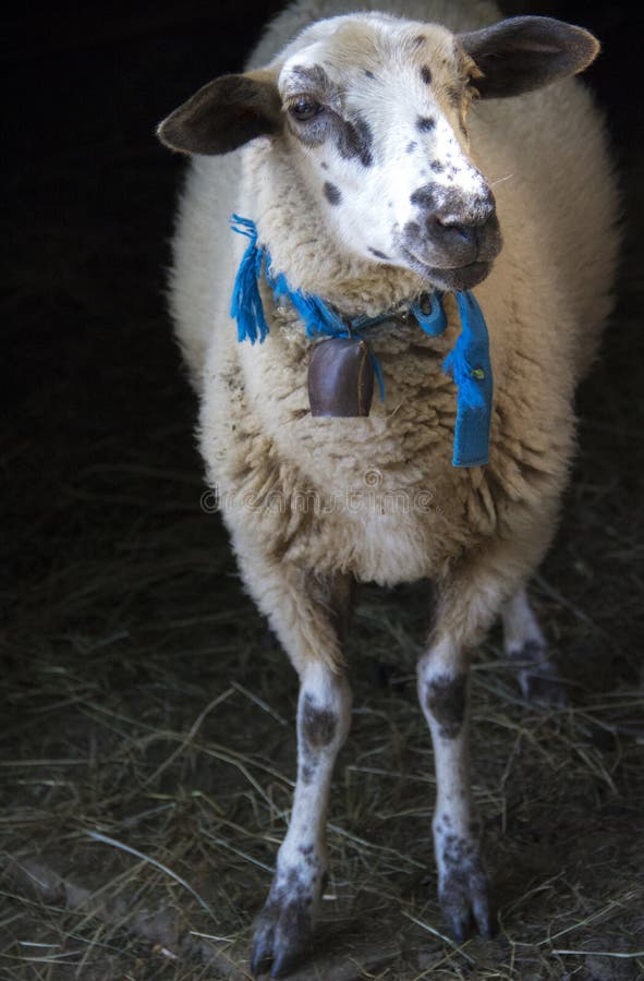 The sheep stock image. Image of valachia, farm, head - 35413455