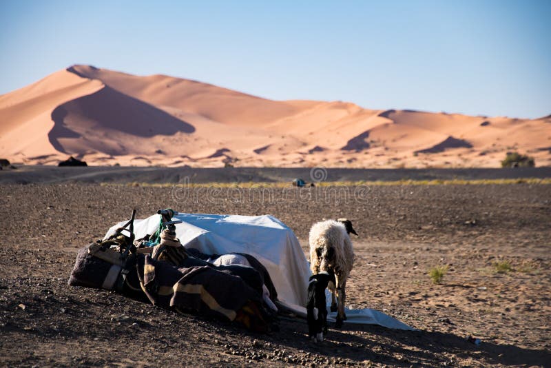 Sheep in a Nomad Town in the Sahara Stock Image - Image of nomad ...