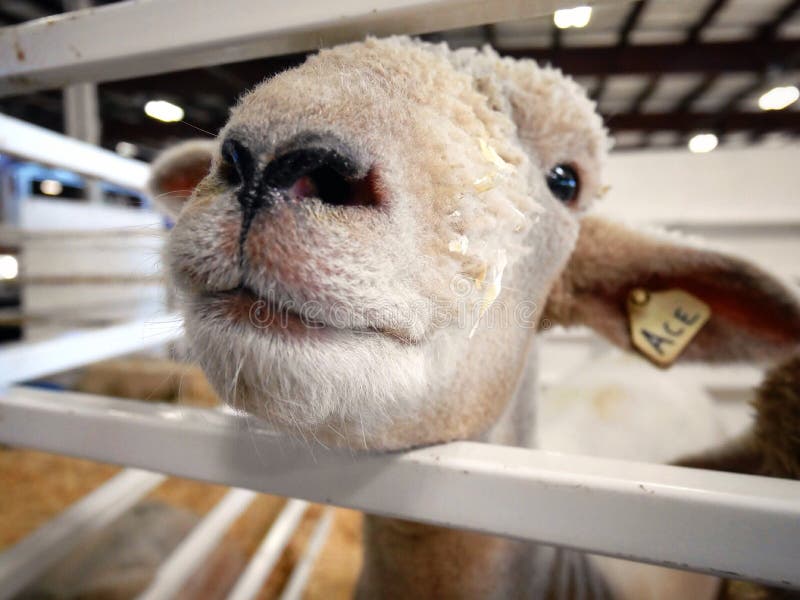 Sheep nose close up stock image. Image of shot, white - 44924011