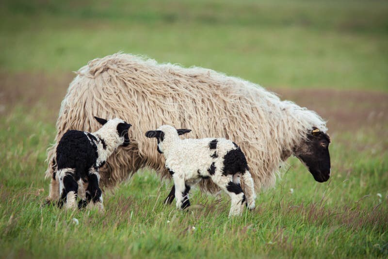 Sheep with offspring stock image. Image of small, livestock - 92097359
