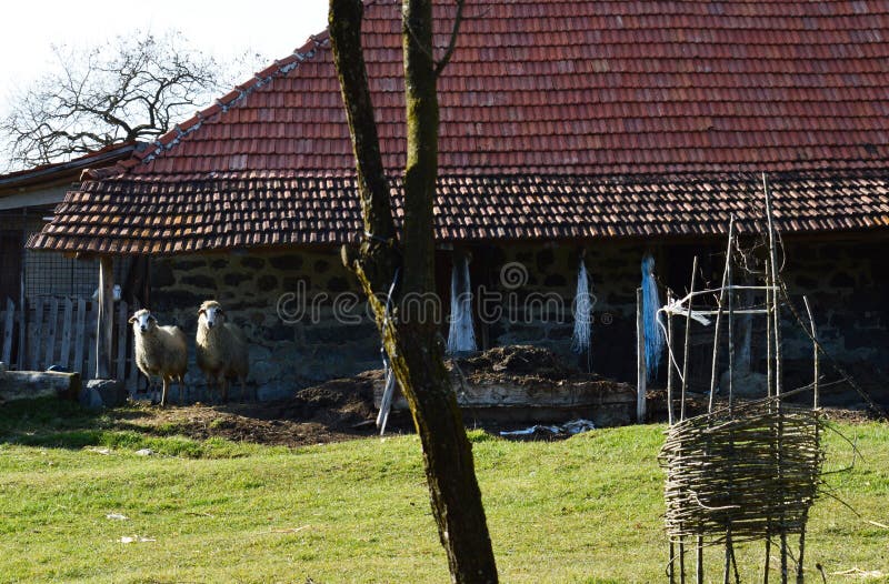 Sheep and an Old Village Barn Stock Image - Image of sheep, roof: 206078505