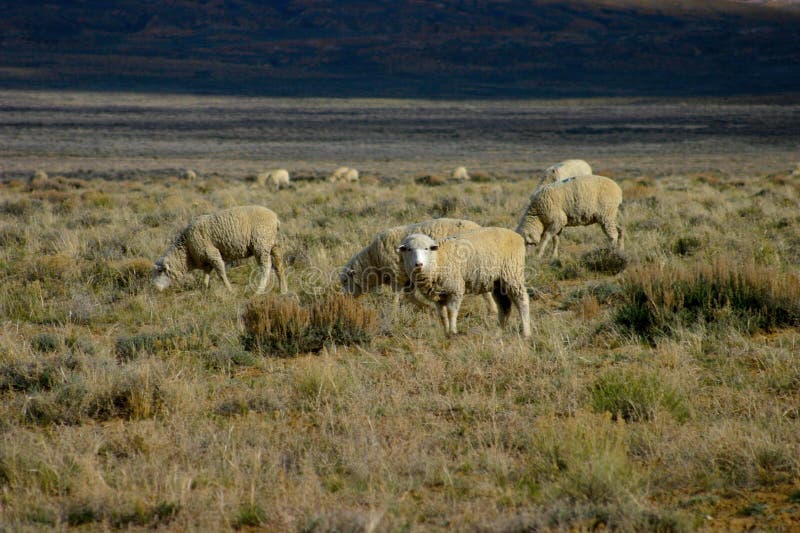 Sheep Open Range 2 stock photo. Image of livestock, range - 1626708