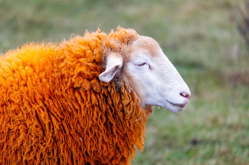 A Sheep with Orange Wool is Standing in a Field Stock Image - Image of ...