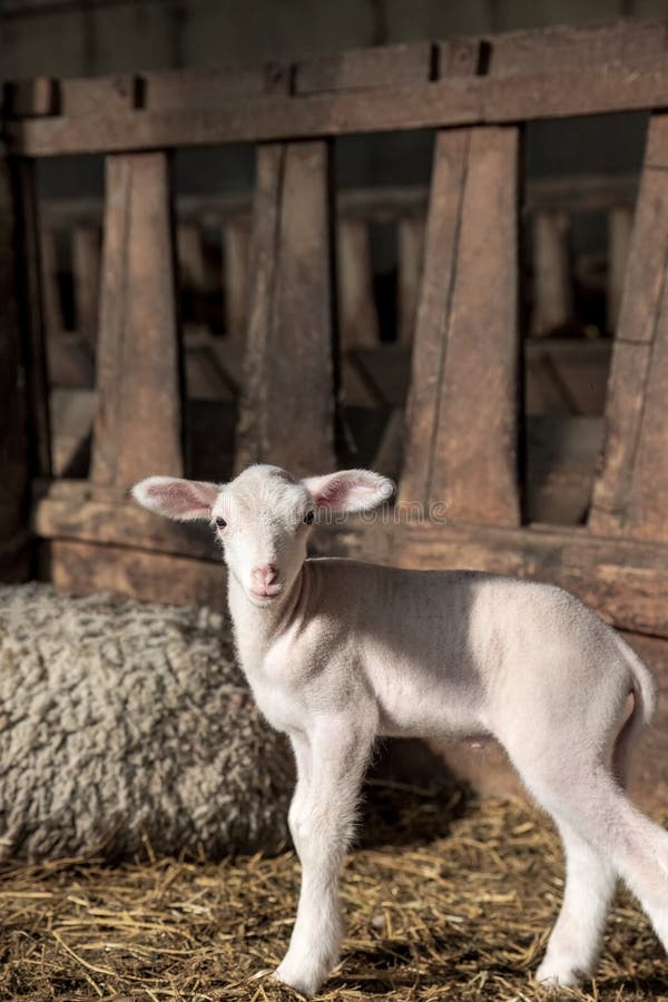 Sheep Organic Farming and Lambing Industry Stock Image - Image of ...