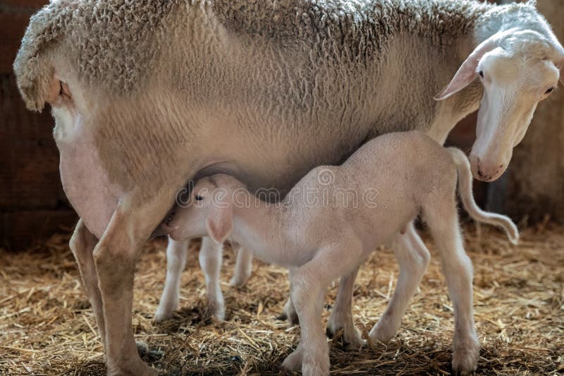 Sheep Organic Farming and Lambing Industry Stock Photo - Image of ...