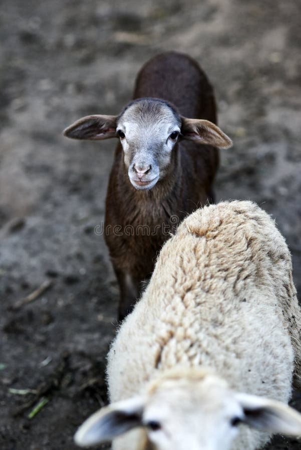 Sheep among Other Sheep in the Yard on the Farm. Stock Photo - Image of ...