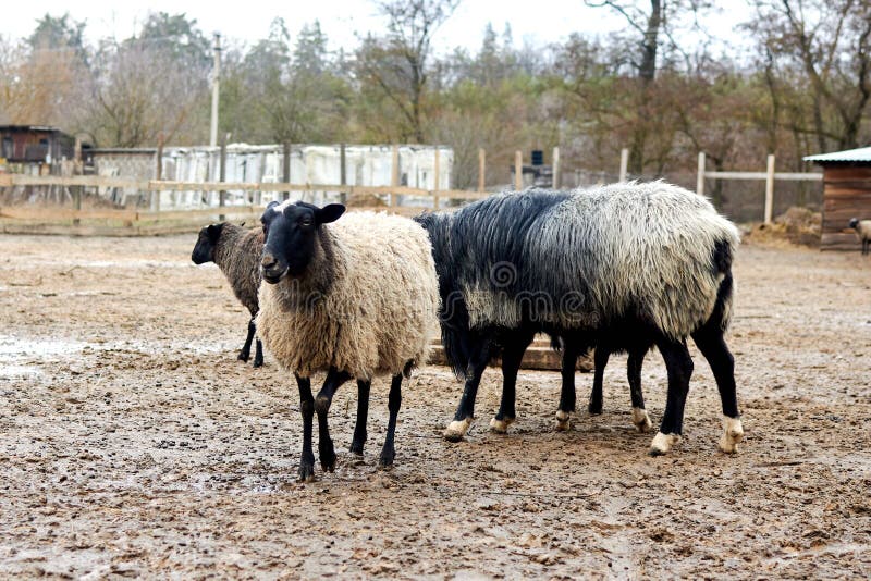 Sheep Scared Stock Photos - Free & Royalty-Free Stock Photos from ...