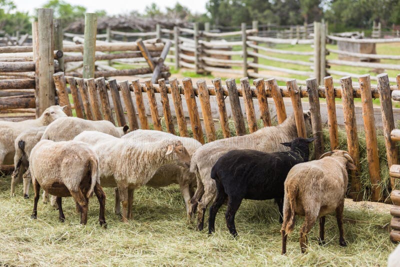 Sheep stock photo. Image of timber, spring, structure - 88404172
