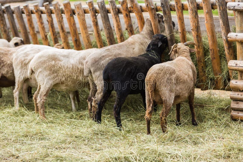 Sheep stock photo. Image of easter, stand, agriculture - 88404790