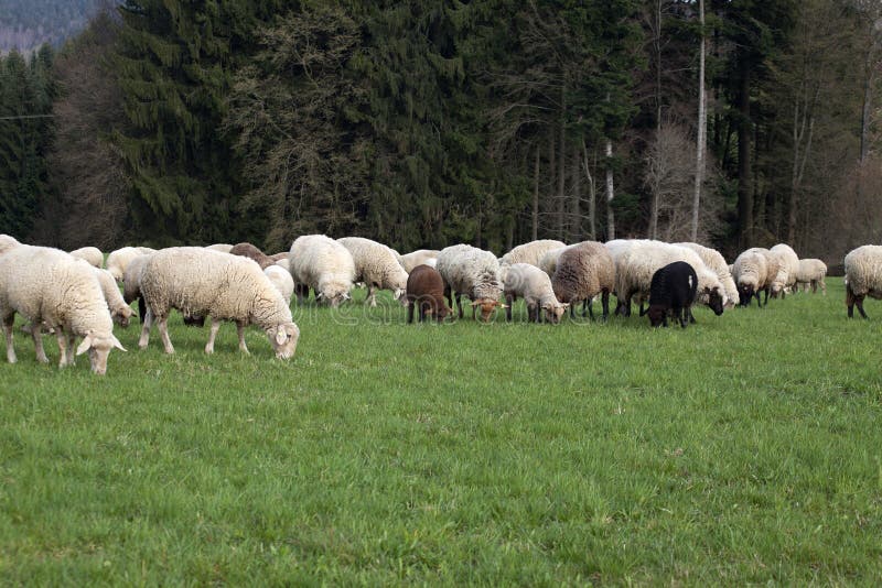 Sheep Outside on Meadow Eat Grass Stock Image - Image of crowd, face ...