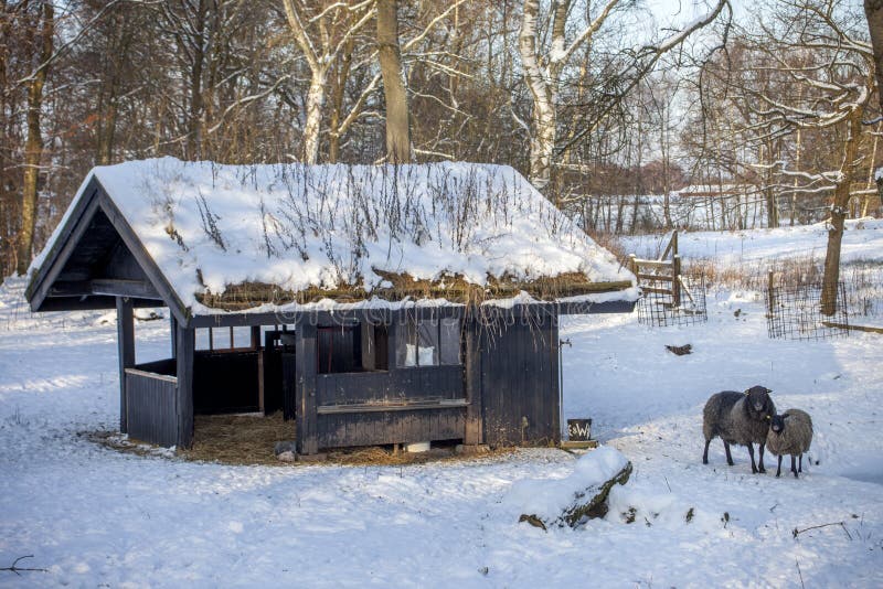 Sheep outside in the snow stock image. Image of field - 74500339