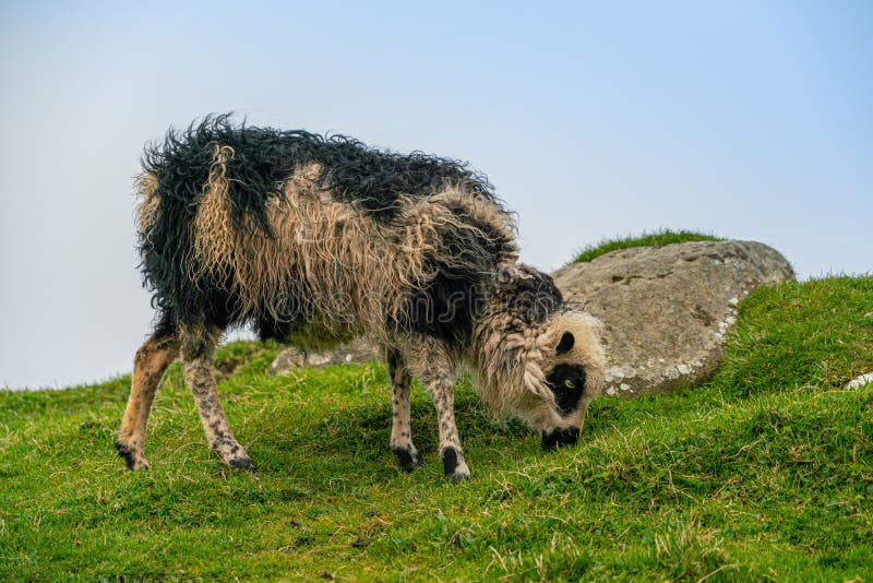 Sheep Over the Grass in Faroe Islands Stock Image - Image of flock ...