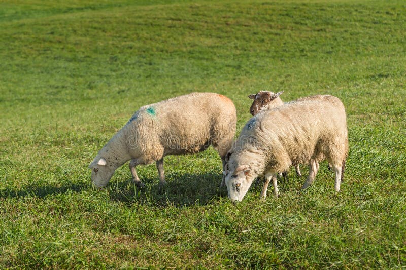 Sheep Ovis aries Grazing stock image. Image of animal - 90455781
