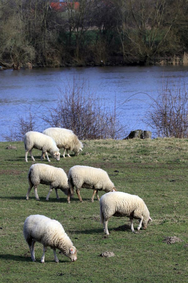 Sheep Ovis aries stock image. Image of field, outdoors - 88749299