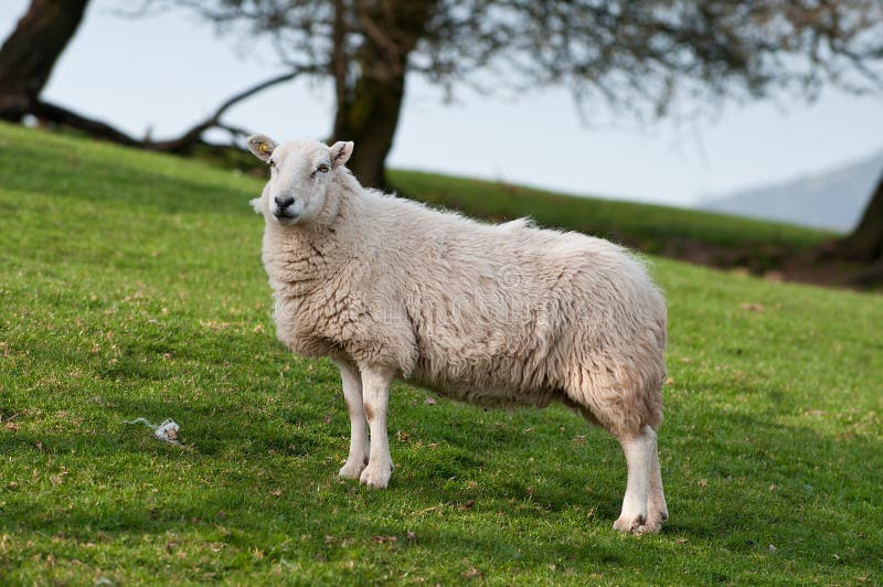 Sheep (Ovis Aries) on Welsh Hillside Stock Image - Image of animal ...