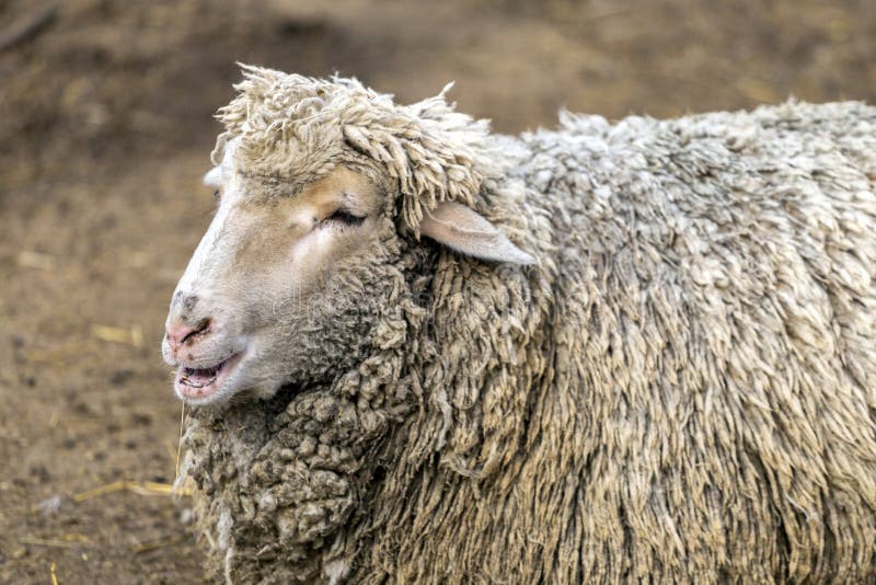 Sheep Ovis Aries in a Zoo in Hungary Stock Image - Image of meadow ...