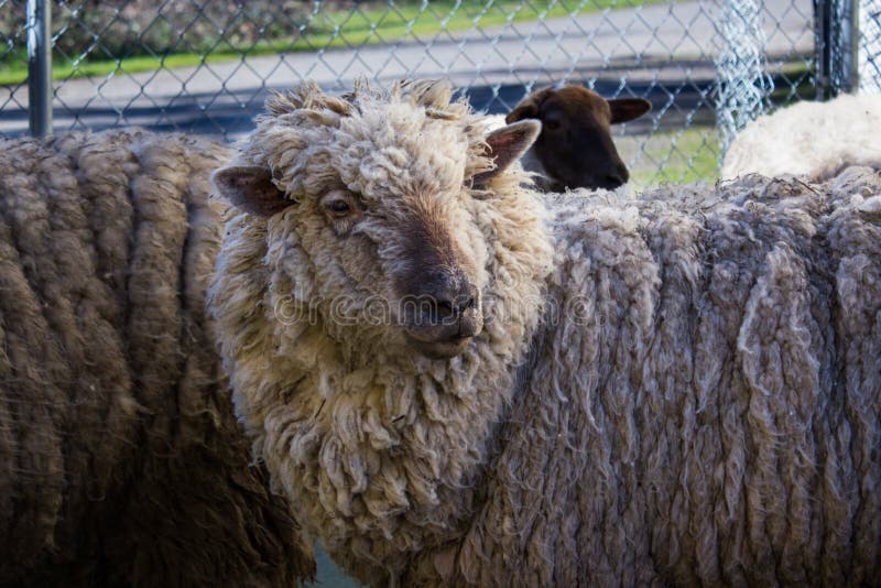 Sheep in paddock. stock photo. Image of farming, animals - 3856464