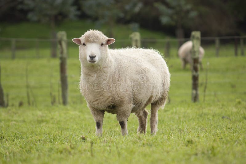 Sheep in paddock stock photo. Image of zealand, rural - 31946830