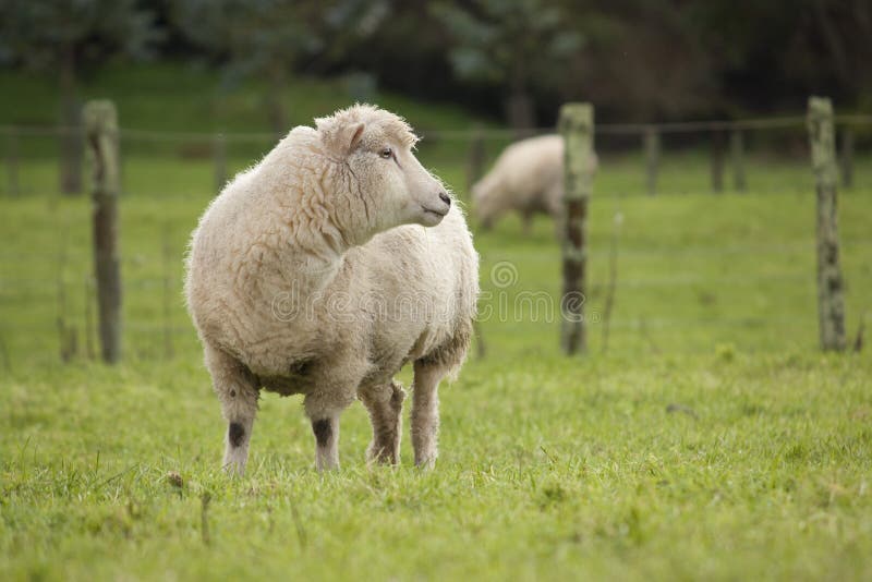 Sheep in paddock stock photo. Image of wool, field, agriculture - 31946856