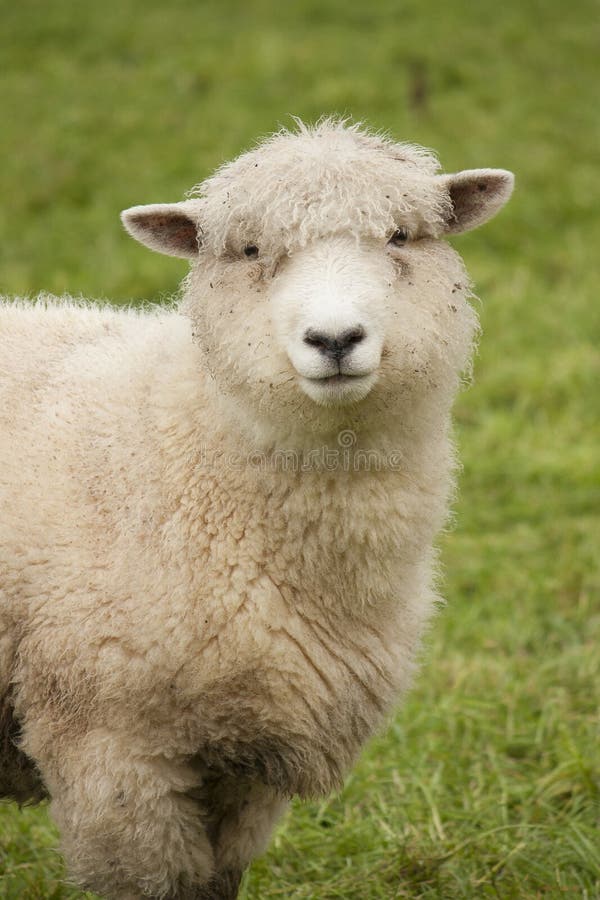 Sheep in paddock stock photo. Image of sheep, pasture - 31946886