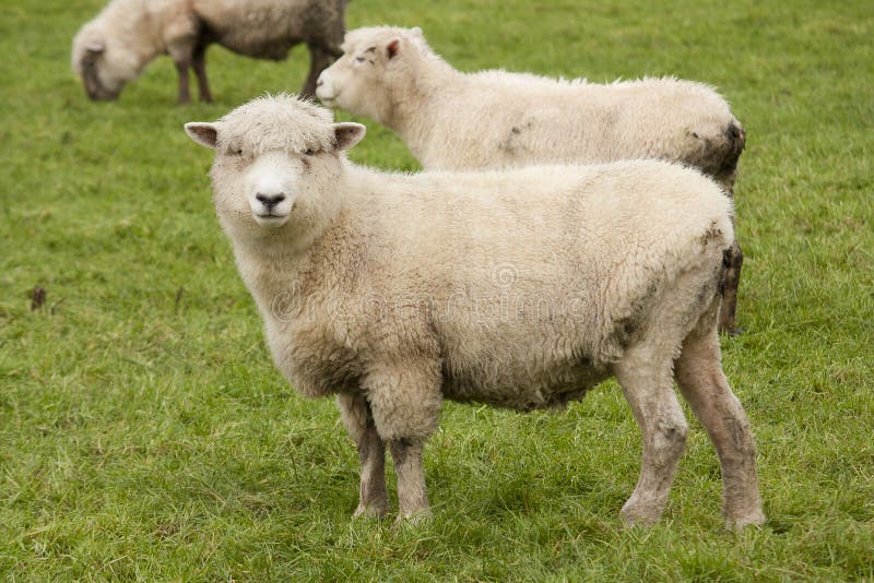 Sheep in paddock stock photo. Image of pasture, green - 32094432