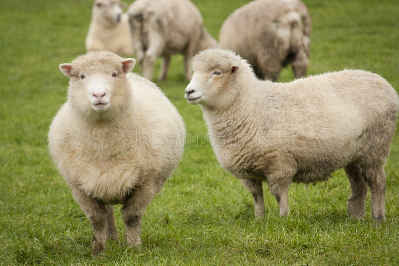Sheep In Paddock On The Farm. Breeding Sheep On The Farm And Fee Stock ...