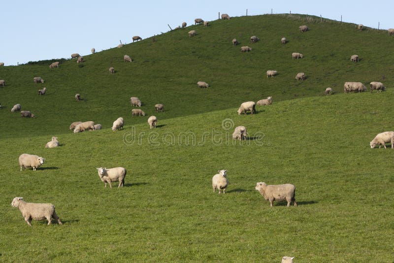 Sheep in paddock stock photo. Image of agriculture, grass - 32094472