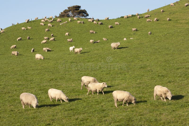 Sheep in paddock stock photo. Image of grass, paddock - 32094520