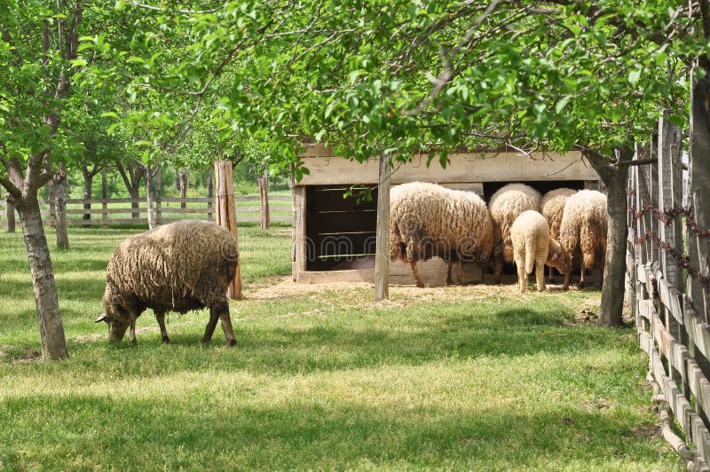 Sheep stock image. Image of feed, fence, country, cattle - 37909779