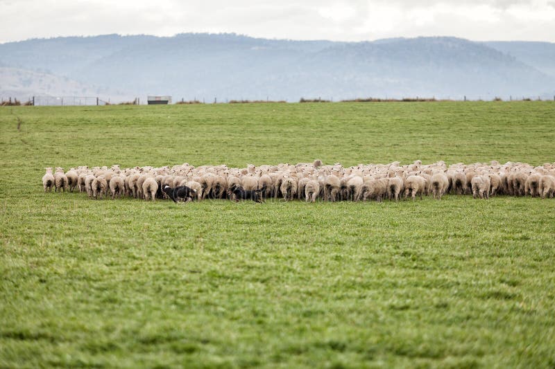 Sheep in Paddock stock photo. Image of farm, fleece - 333130426