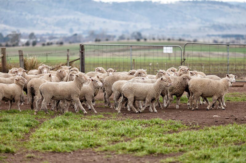Sheep in Paddock stock photo. Image of mammal, wool - 333130436