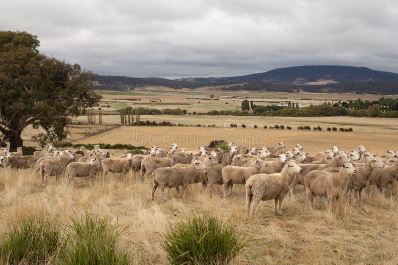 Sheep in Paddock stock photo. Image of australia, livestock - 238759502