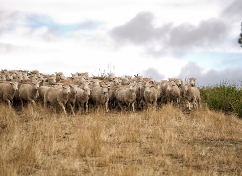 Sheep in Paddock stock image. Image of paddock, wool - 238759507