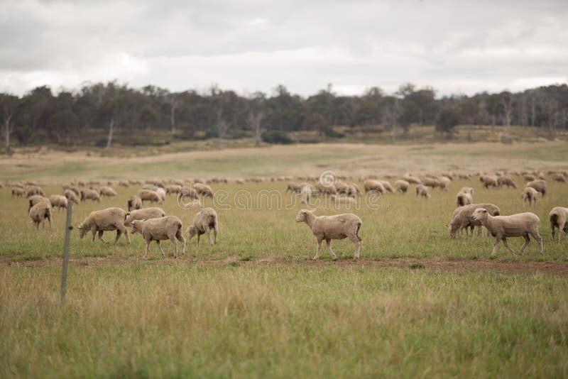Sheep in Paddock stock photo. Image of paddock, livestock - 238484616