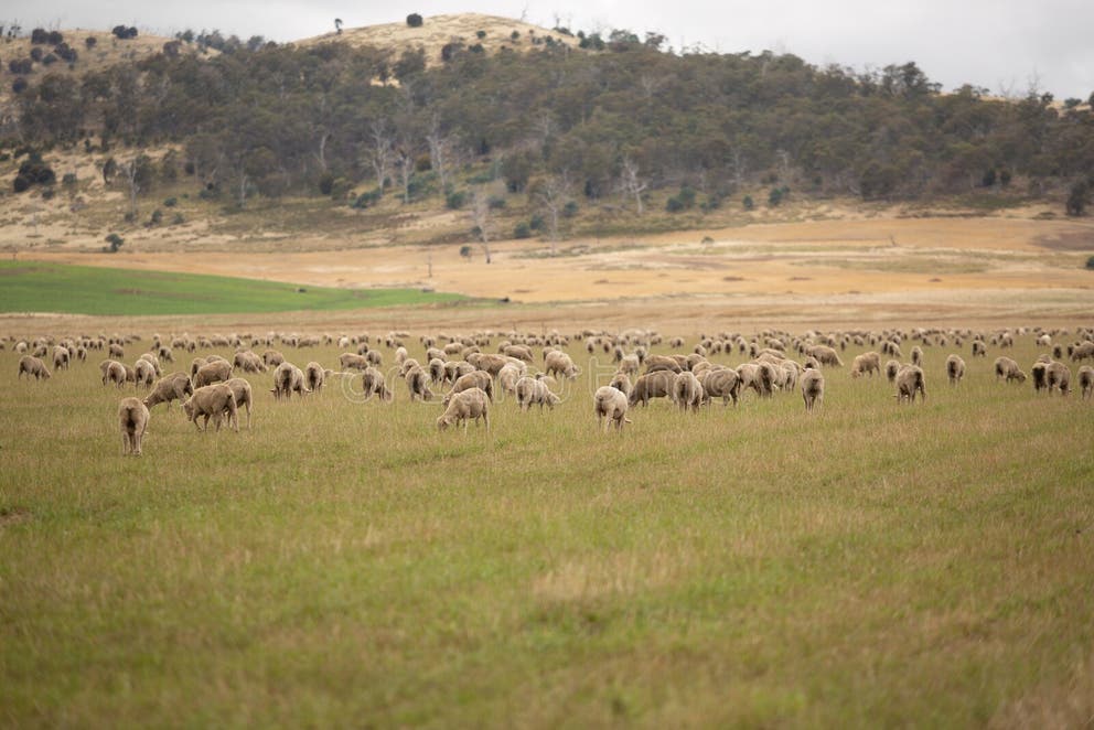 Sheep in Paddock stock image. Image of pasture, australian - 238484621